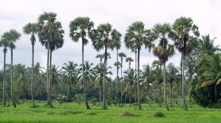 12 Best Places to Visit in Palakkad | Best Info Arena
